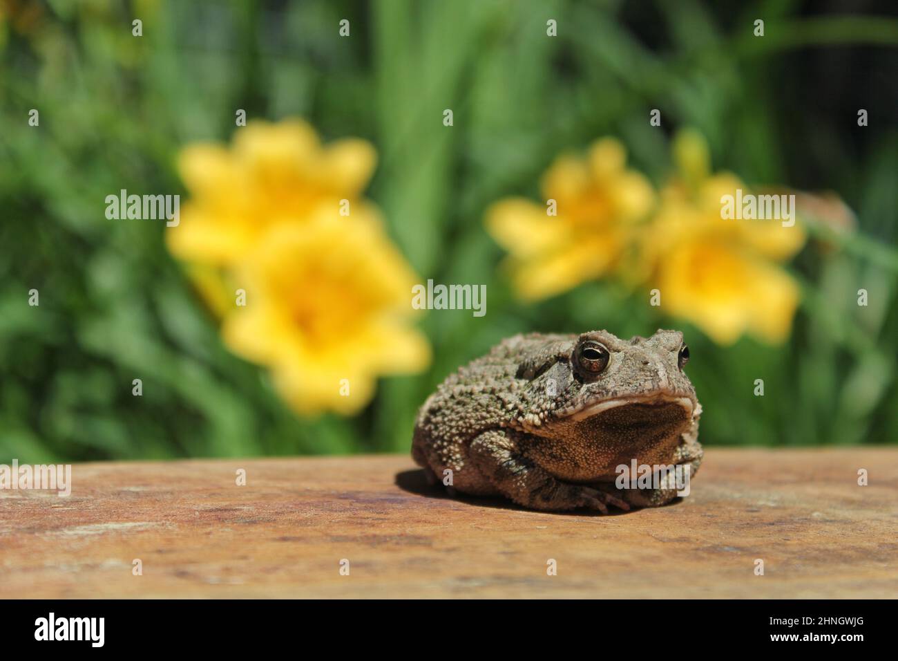 Texas Toad Anaxyrus speciosus in Flower Garden With Blurred Flowers in ...