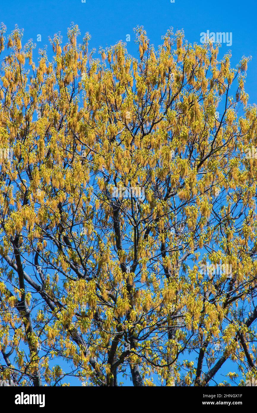 Northern Red Oak trees in bloom during May in Pennsylvania's Pocono ...