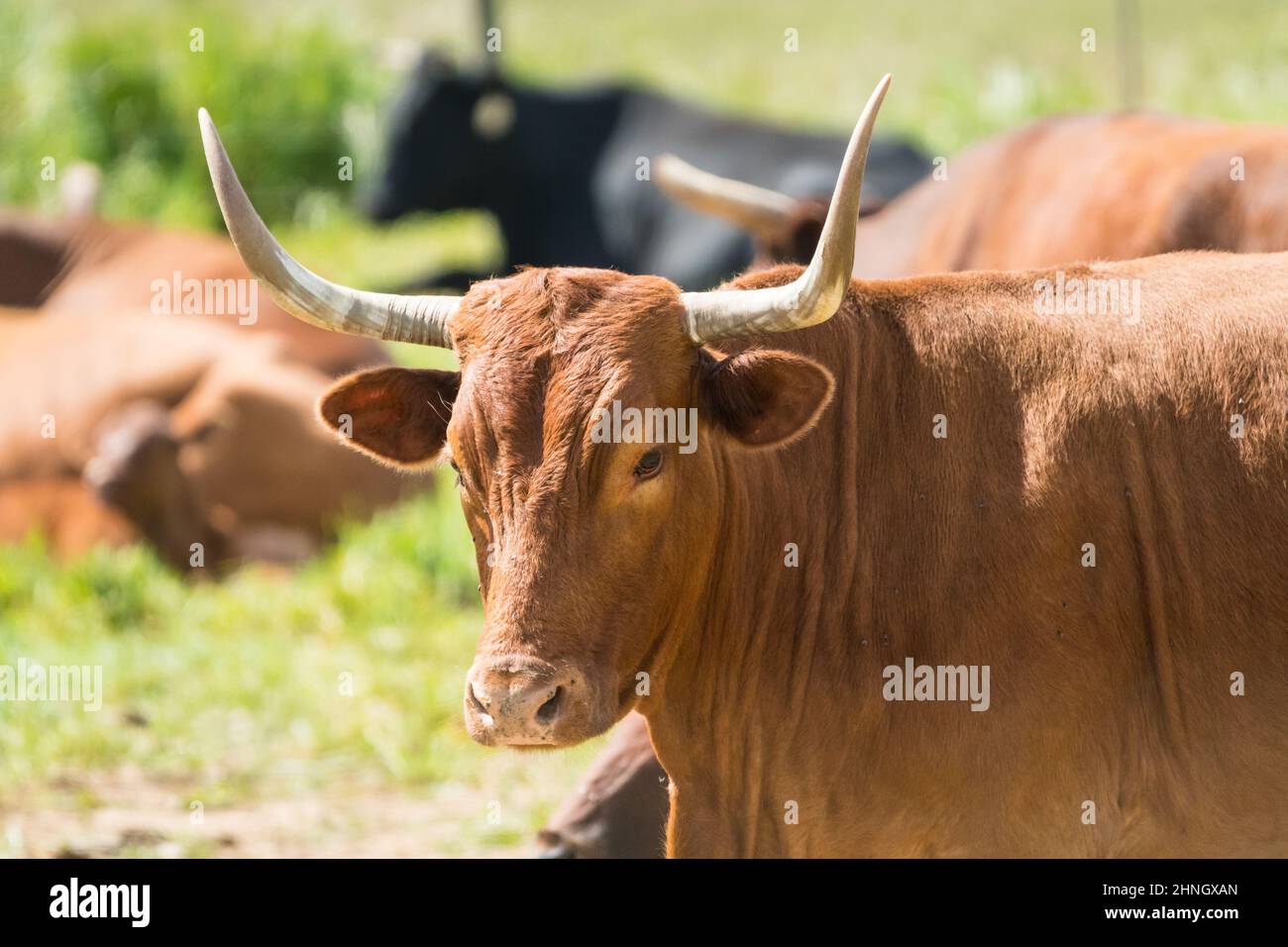 beef cattle closeup face and head with sharp horns on a farm in the ...