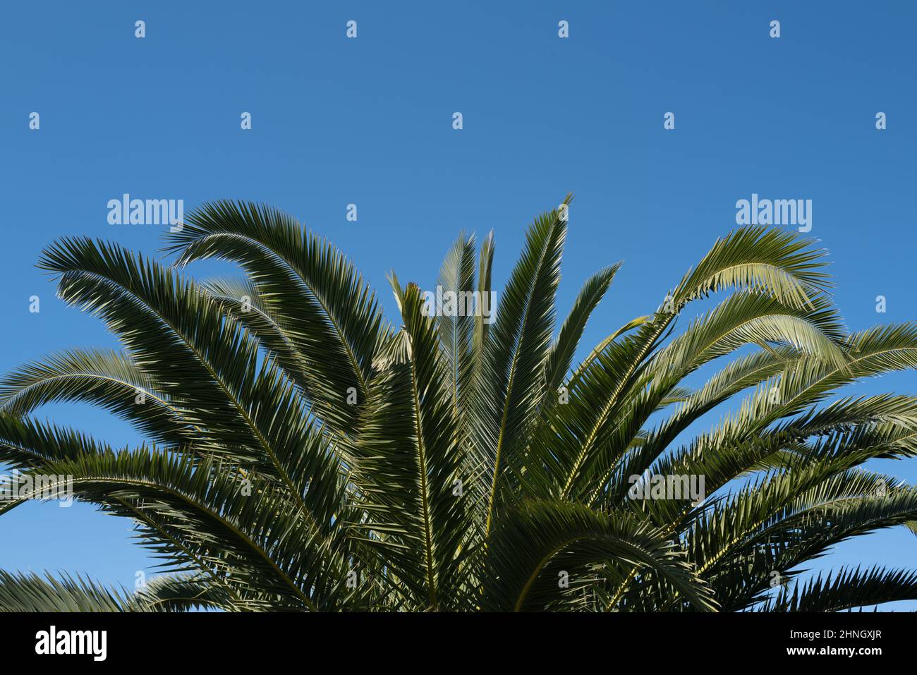 Coconut palm trees, beautiful tropical texture with sun light on sky ...