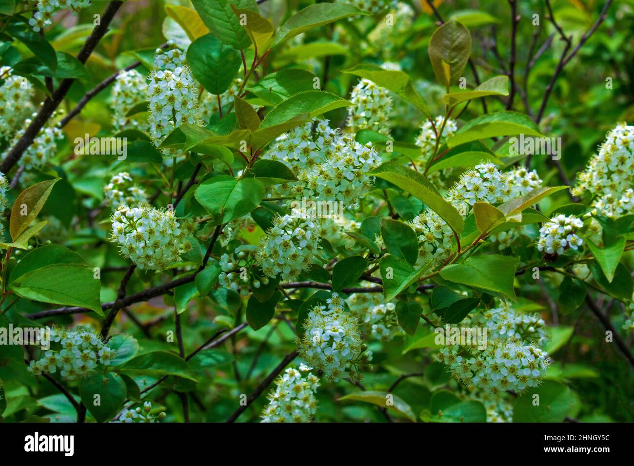 Common Chokeberry, in bloom in Pennsylvania's Pocono Mountains. The ...