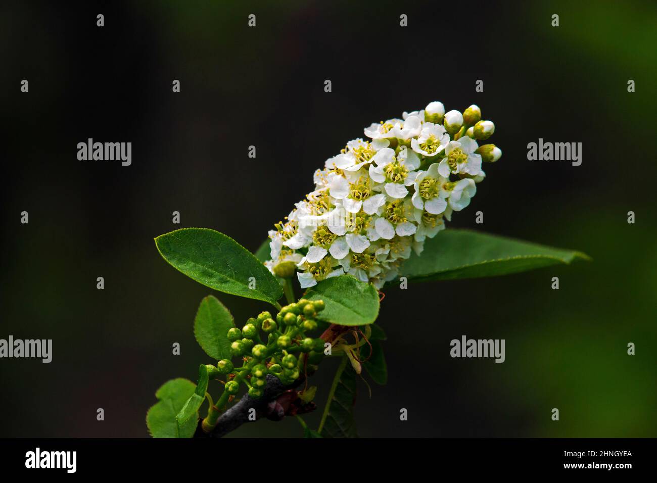 Common Chokeberry, in bloom in Pennsylvania's Pocono Mountains. The ...
