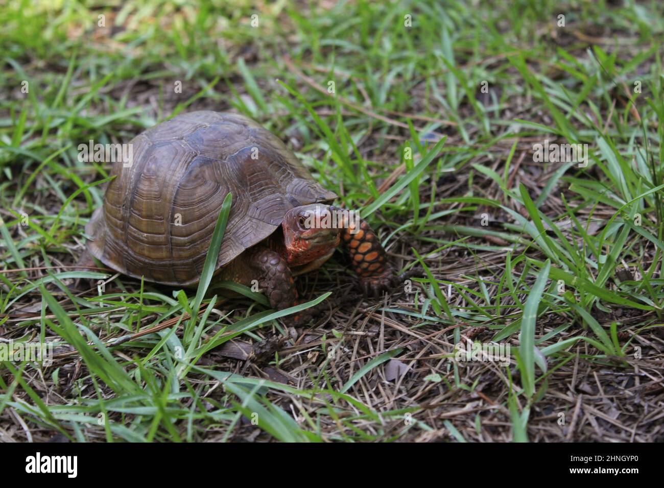 Eastern box turtle, water hi-res stock photography and images - Alamy