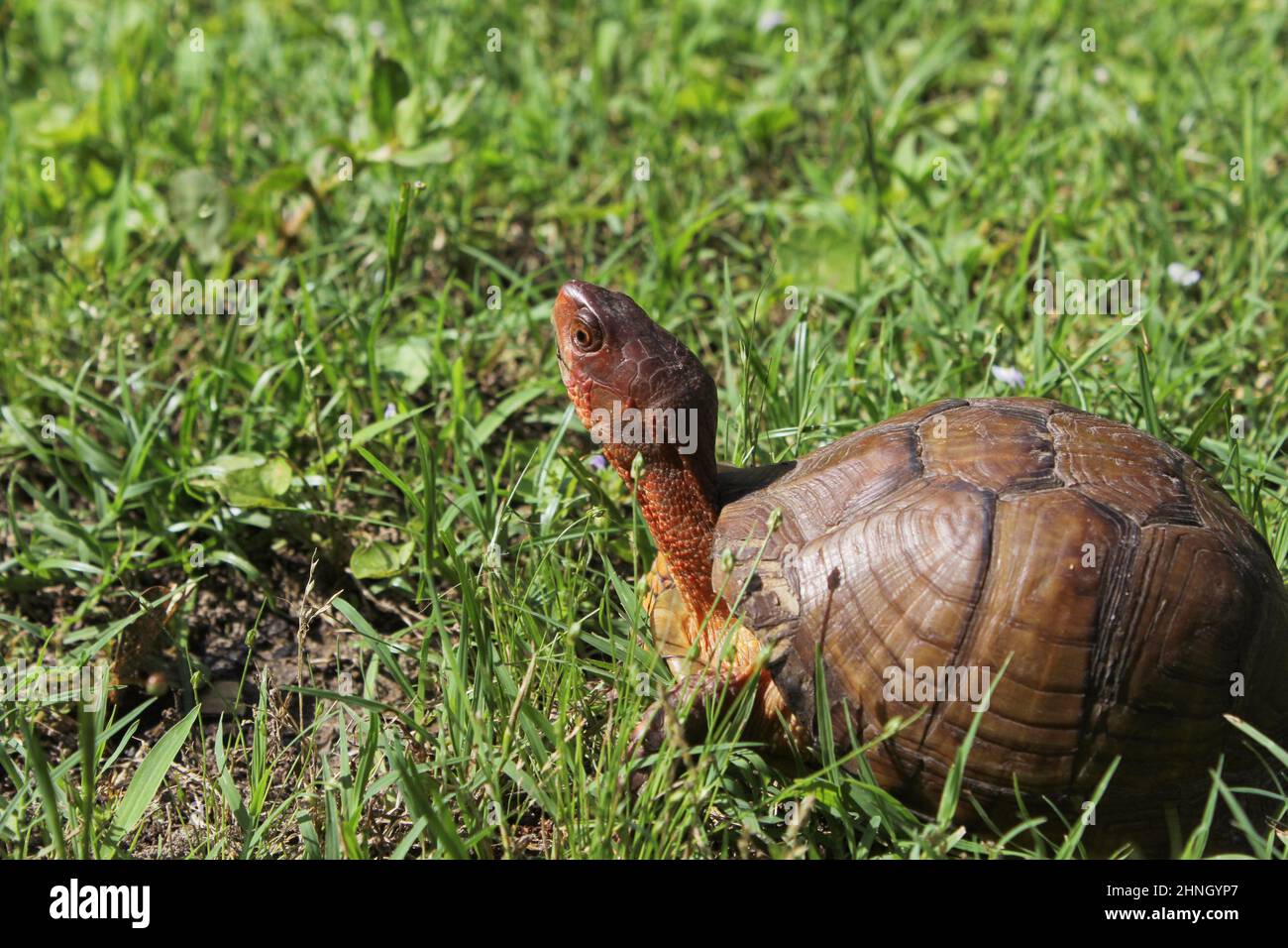 Box Turtle Roaming Through Yard in East Texas Stock Photo - Alamy