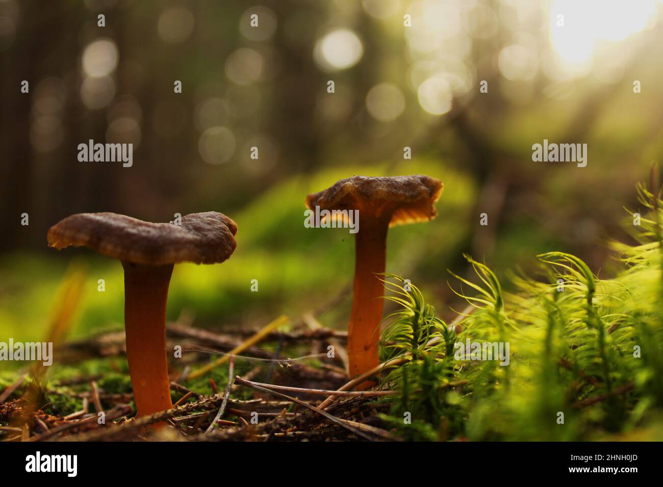 Selective focus shot of Funnel chanterelle (Craterellus tubaeformis) in ...