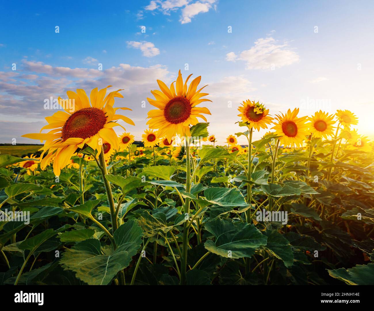 Ukraine countryside nature sunflower field sky hi-res stock photography ...