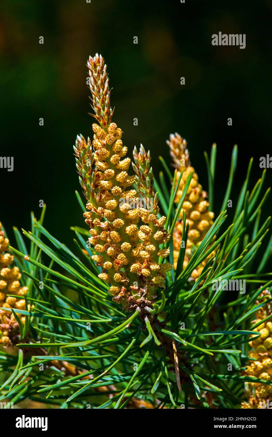 Scotch Pine Pistillate bearing the pollen on the Scotch Pine trees ...