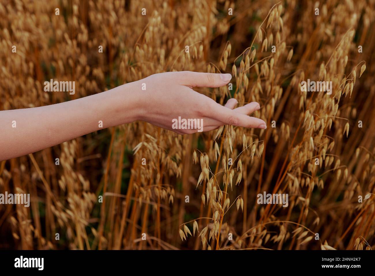 female hand wheat crop agriculture industry fields plant Stock Photo ...