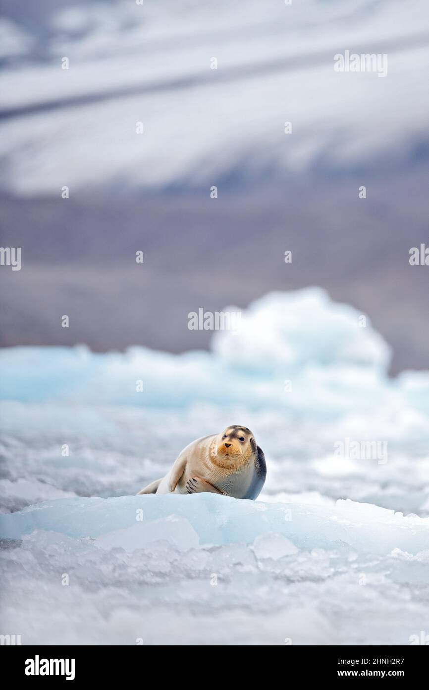 Cute seal in the Arctic snowy habitat. Bearded seal on blue and white ...