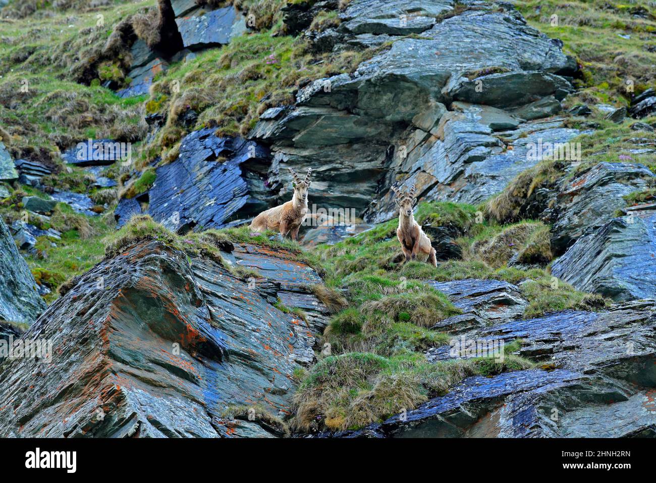 Ibex fight on the rock. Alpine Ibex, Capra ibex, animals in nature ...