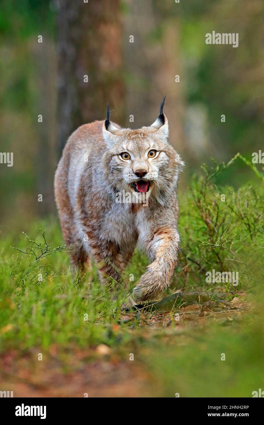 Wild Animal Behaviour