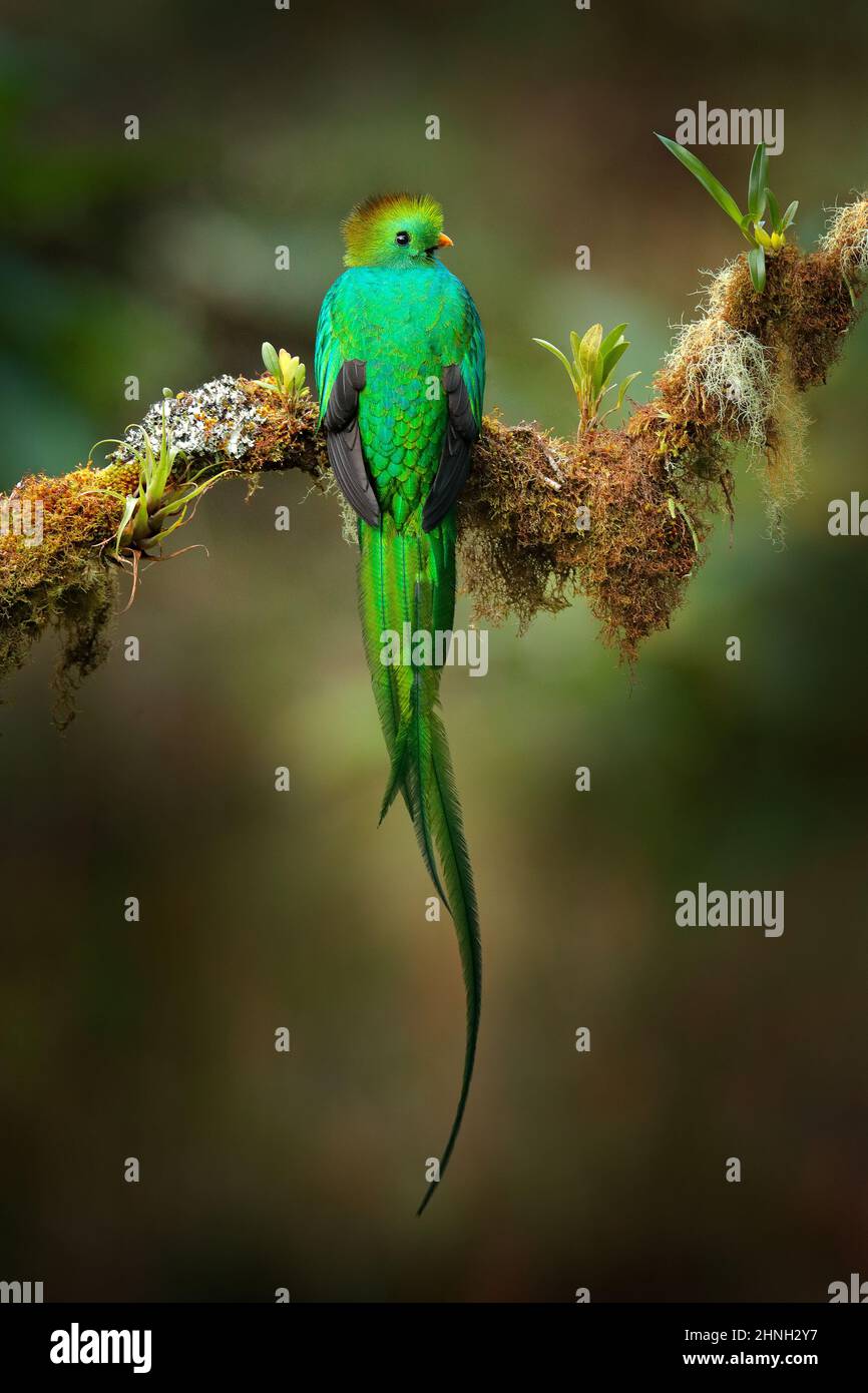 Quetzal, Pharomachrus mocinno, from nature Costa Rica with pink flower ...