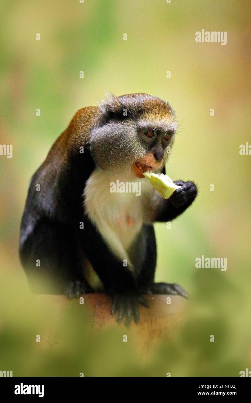 Campbell's mona monkey or Campbell's guenon monkey, Cercopithecus ...