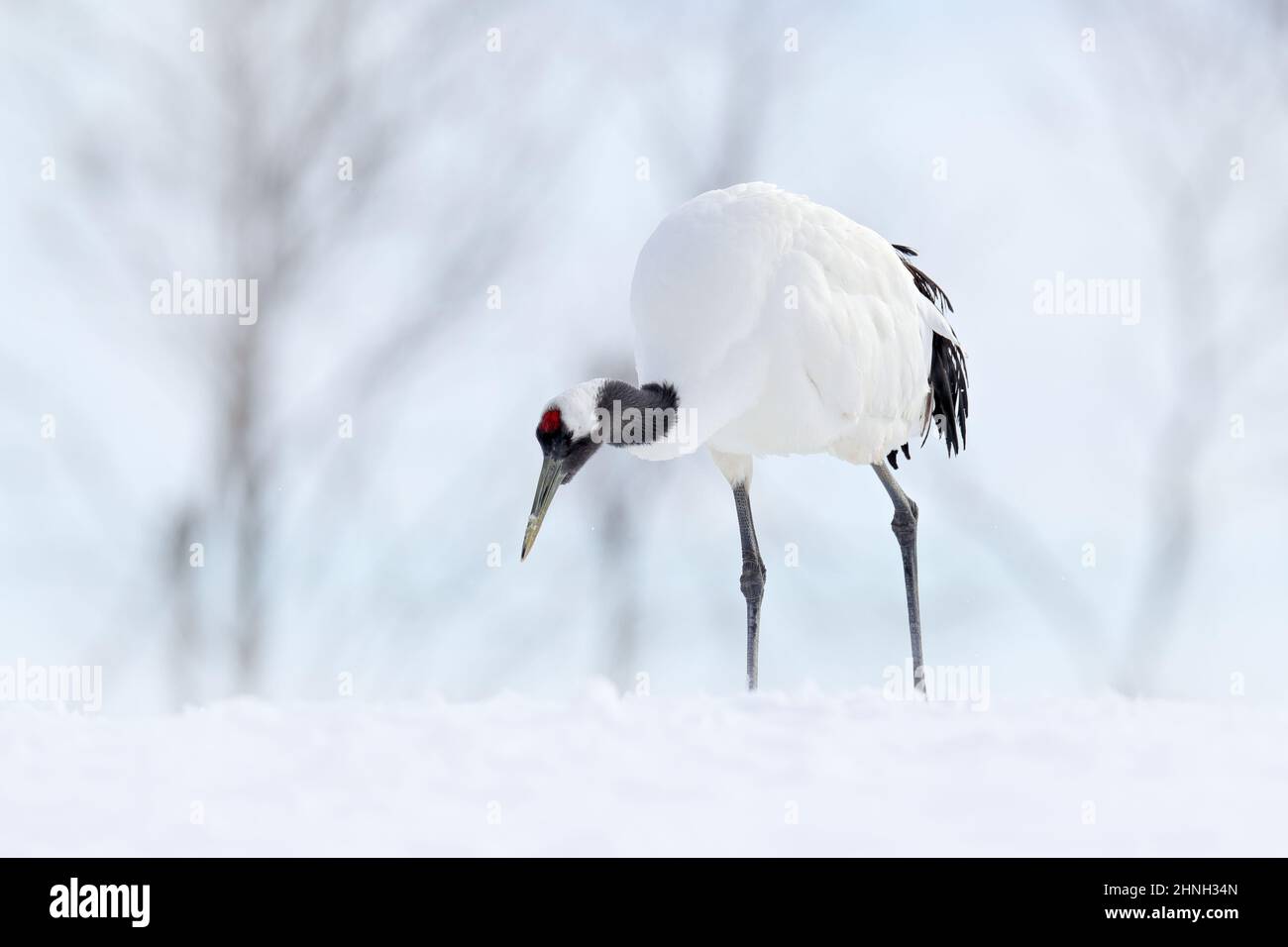 Winter nature. Snowfall Red-crowned crane in snow meadow, with snow ...