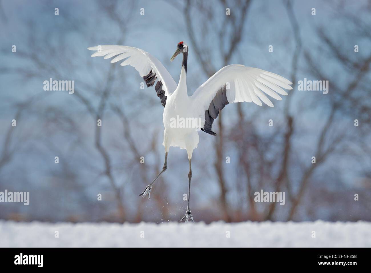 Winter nature. Snowfall Red-crowned crane in snow meadow, with snow ...