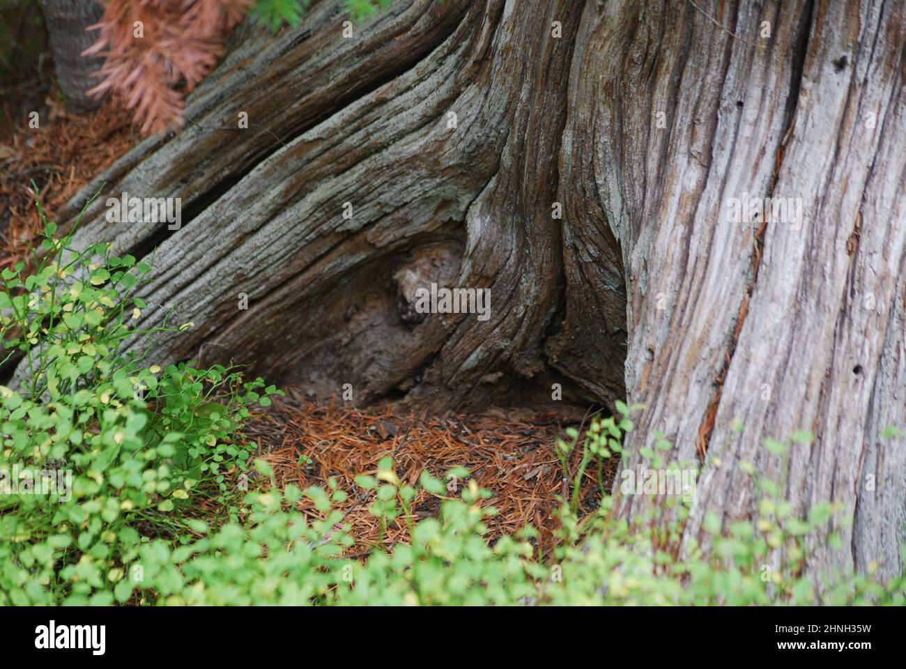 Washington rain forest hi-res stock photography and images - Alamy