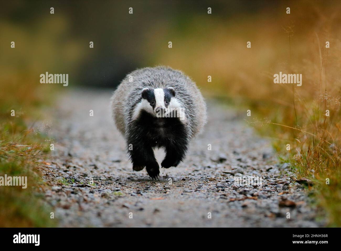 Badger running hi-res stock photography and images - Alamy