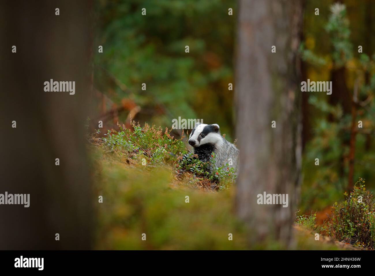 Wildlife, European nature. Badger in the forest. Hidden in bushes of ...