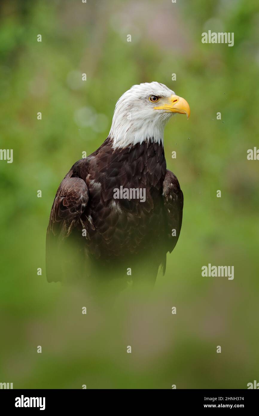 Bald Eagle, Haliaeetus leucocephalus, portrait of brown bird of prey ...