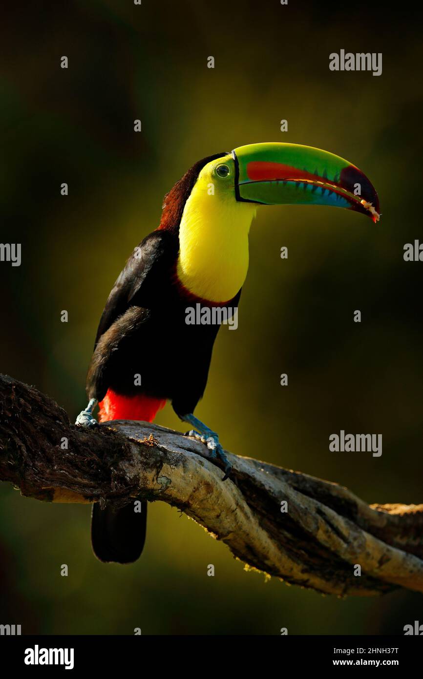 Keel-billed Toucan, Ramphastos sulfuratus, bird with big bill sitting ...