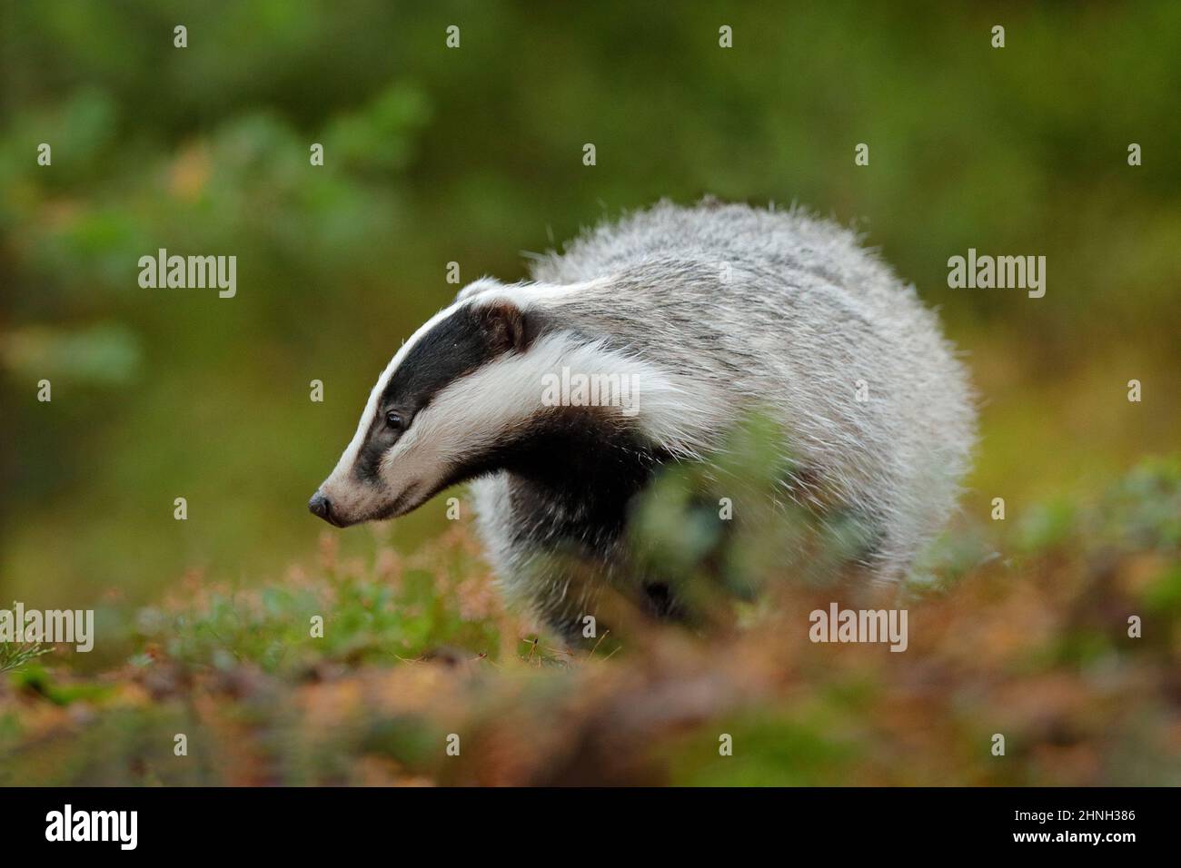 Badger in the forest. Hidden in bushes of cranberries. Nice wood in the ...