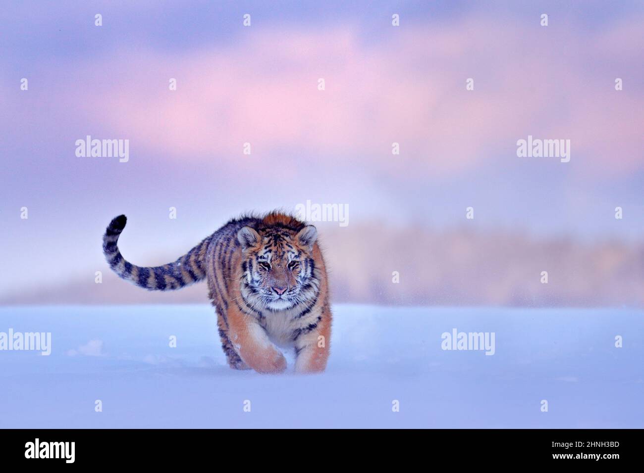 Wildlife Russia. Tiger, cold winter in taiga, Russia. Snow flakes with ...