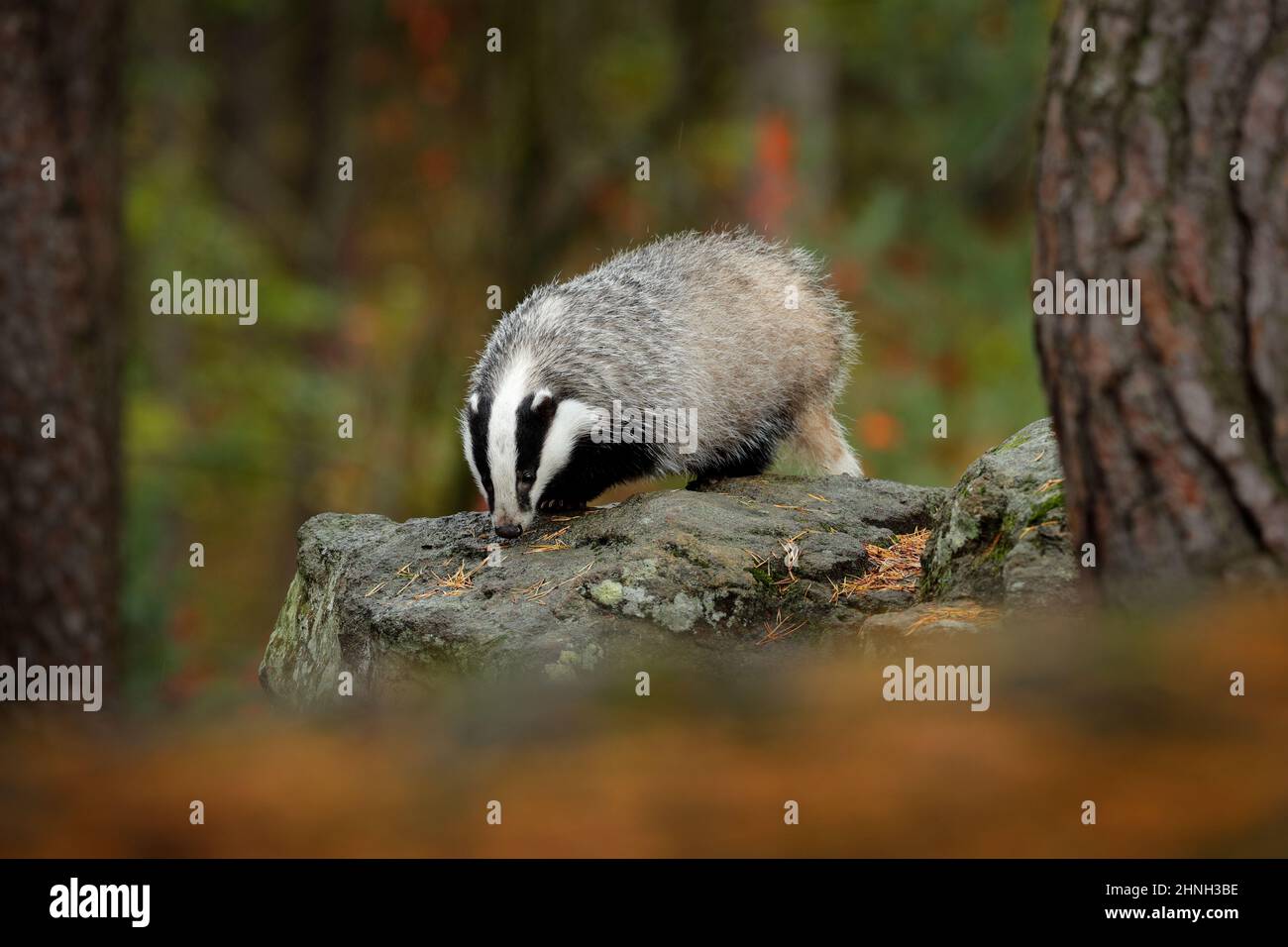 Badger in the forest. Hidden in bushes of cranberries. Nice wood in the ...