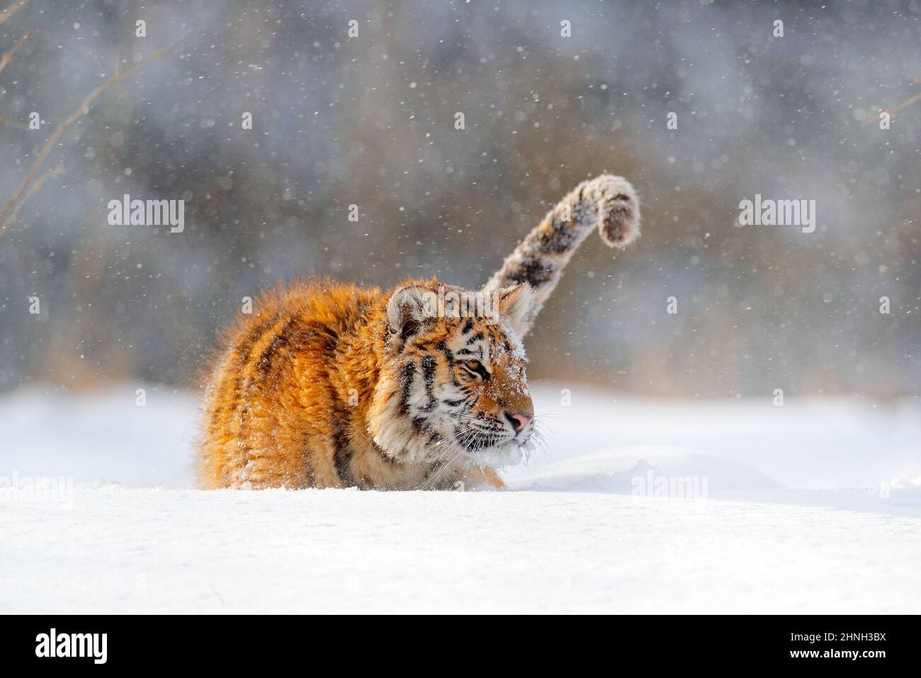 Wildlife Russia. Tiger, cold winter in taiga, Russia. Snow flakes with ...