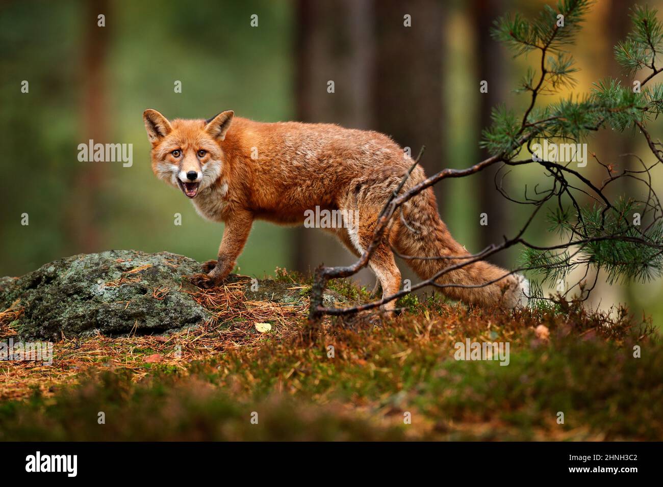Fox in green forest. Cute Red Fox, Vulpes vulpes, at forest on mossy ...