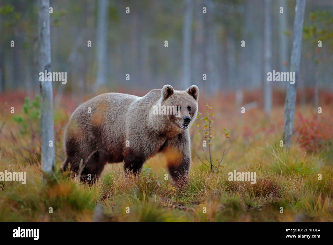 Bear hidden in yellow forest. Autumn trees with bear. Beautiful brown ...