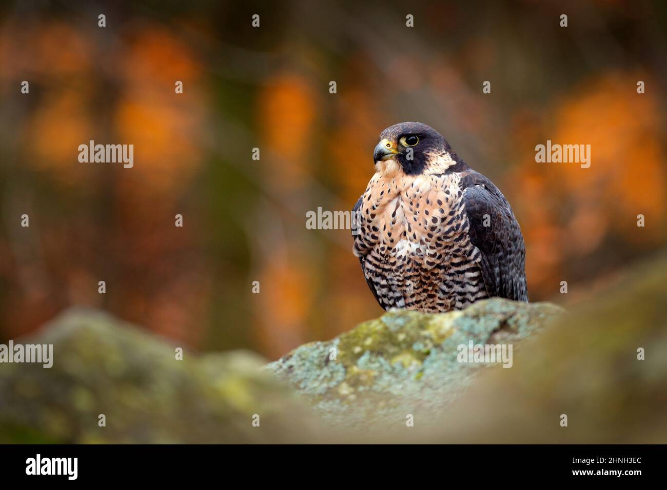 Peregrine Falcon Habitat