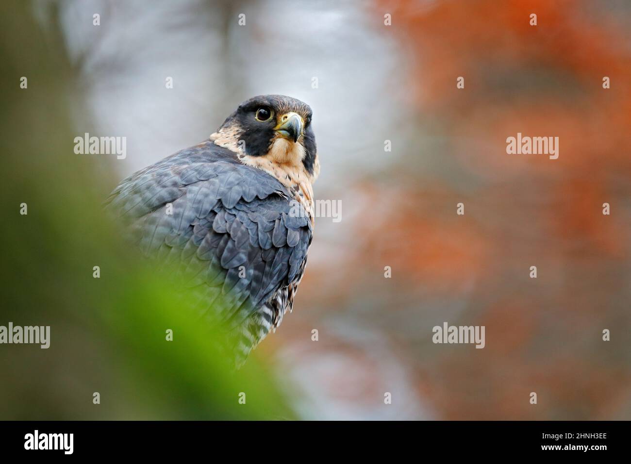 Peregrine Falcon sitting on the rock. Rare bird in nature habitat ...