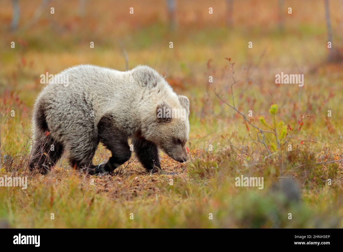 Bear hidden in yellow forest. Autumn trees with bear. Beautiful brown ...