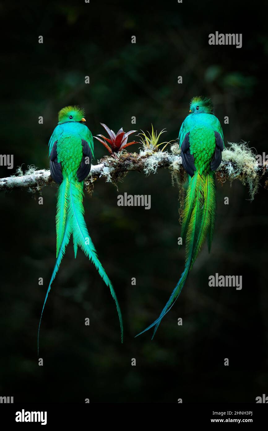 Quetzal, Pharomachrus mocinno, from nature Costa Rica with green forest ...