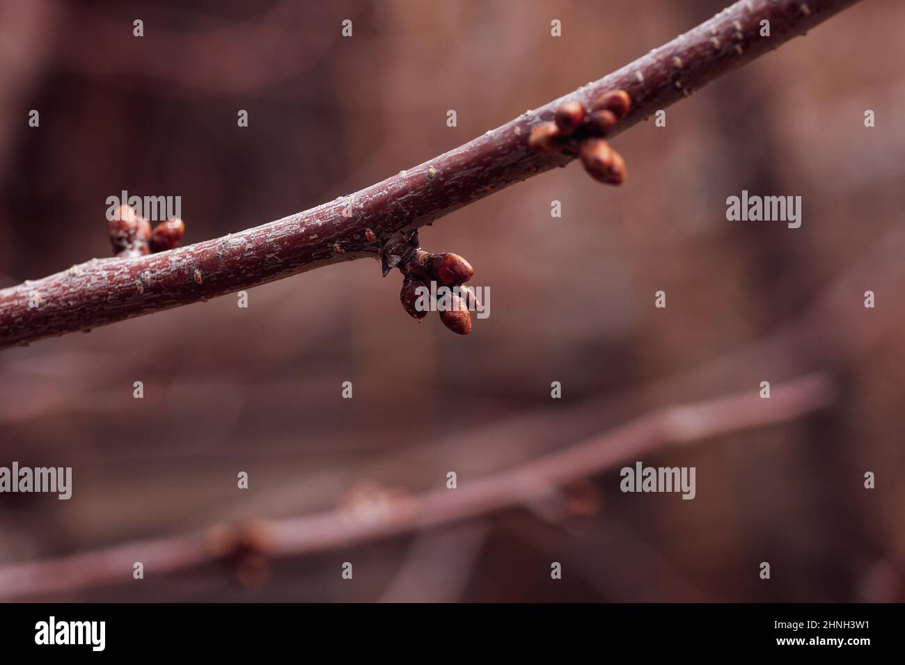 Closeup of thin twig of apple tree covered with fresh unopened little ...