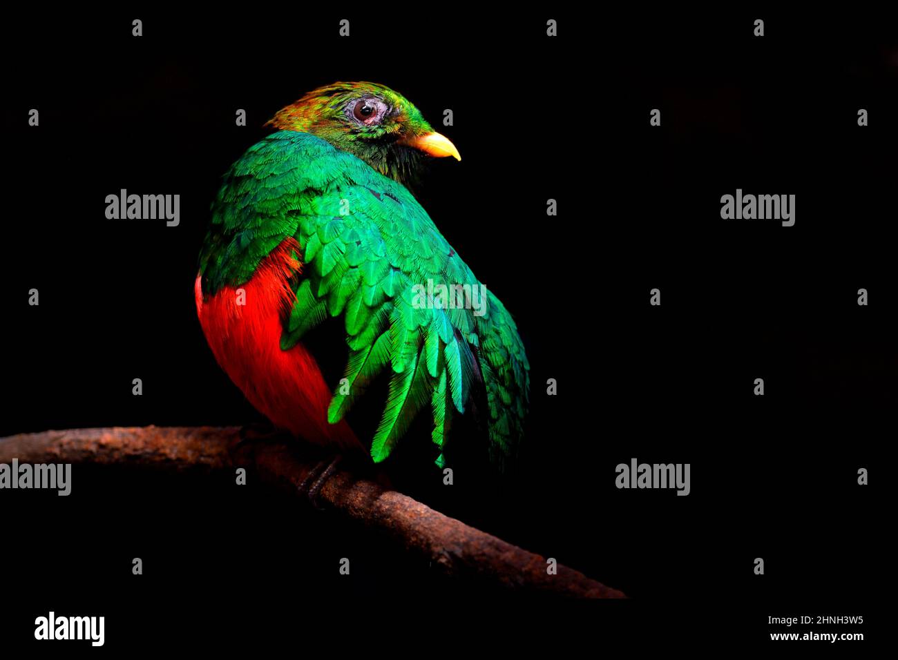 Golden-headed Quetzal, Pharomachrus auriceps, Ecuador. Magical colorful ...