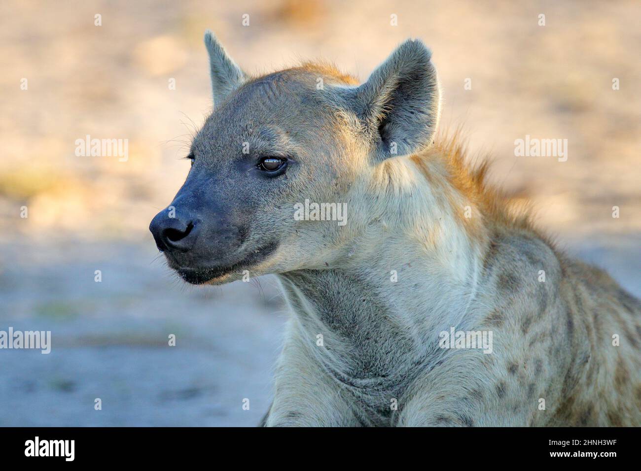 Hyena evening sunset light. Hyena, detail portrait. Spotted hyena ...