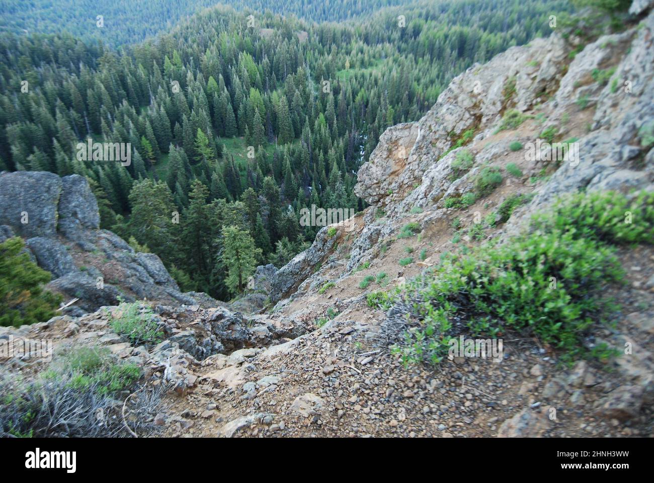 Mountain forest in Eastern Washington State Stock Photo - Alamy