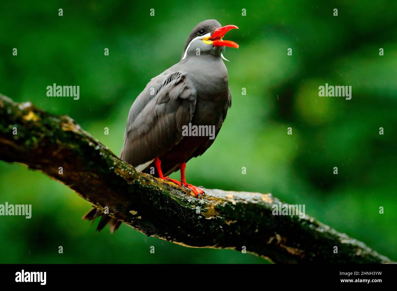 Inca Tern, Larosterna inca, bird on tree branch. Portrait of Tern from ...