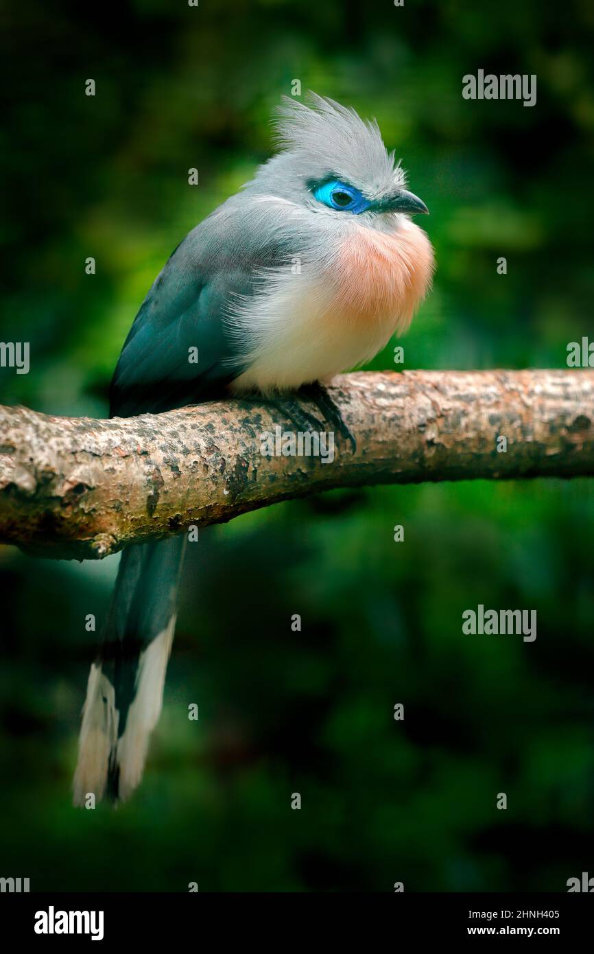 Couna, Coua cristata, rare grey and blue bird with crest, in nature ...