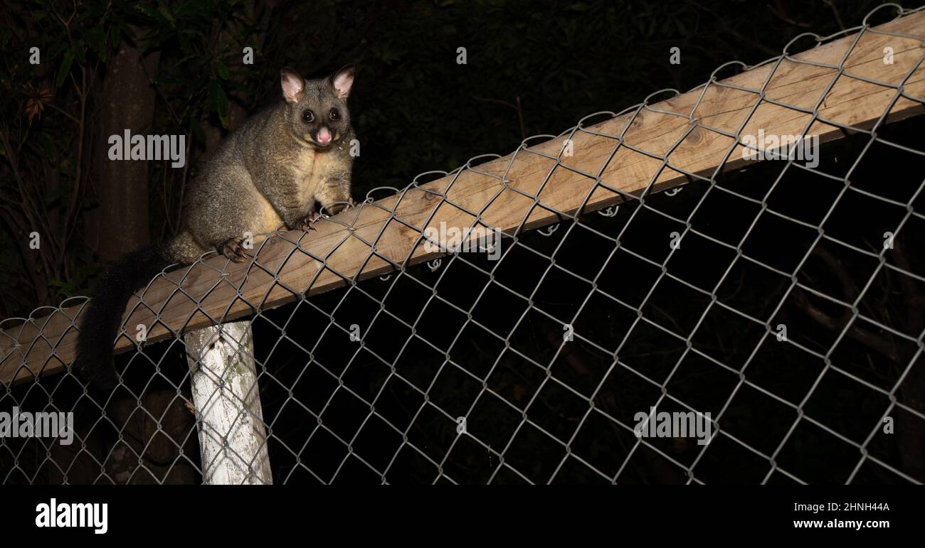 Possum face hi-res stock photography and images - Alamy