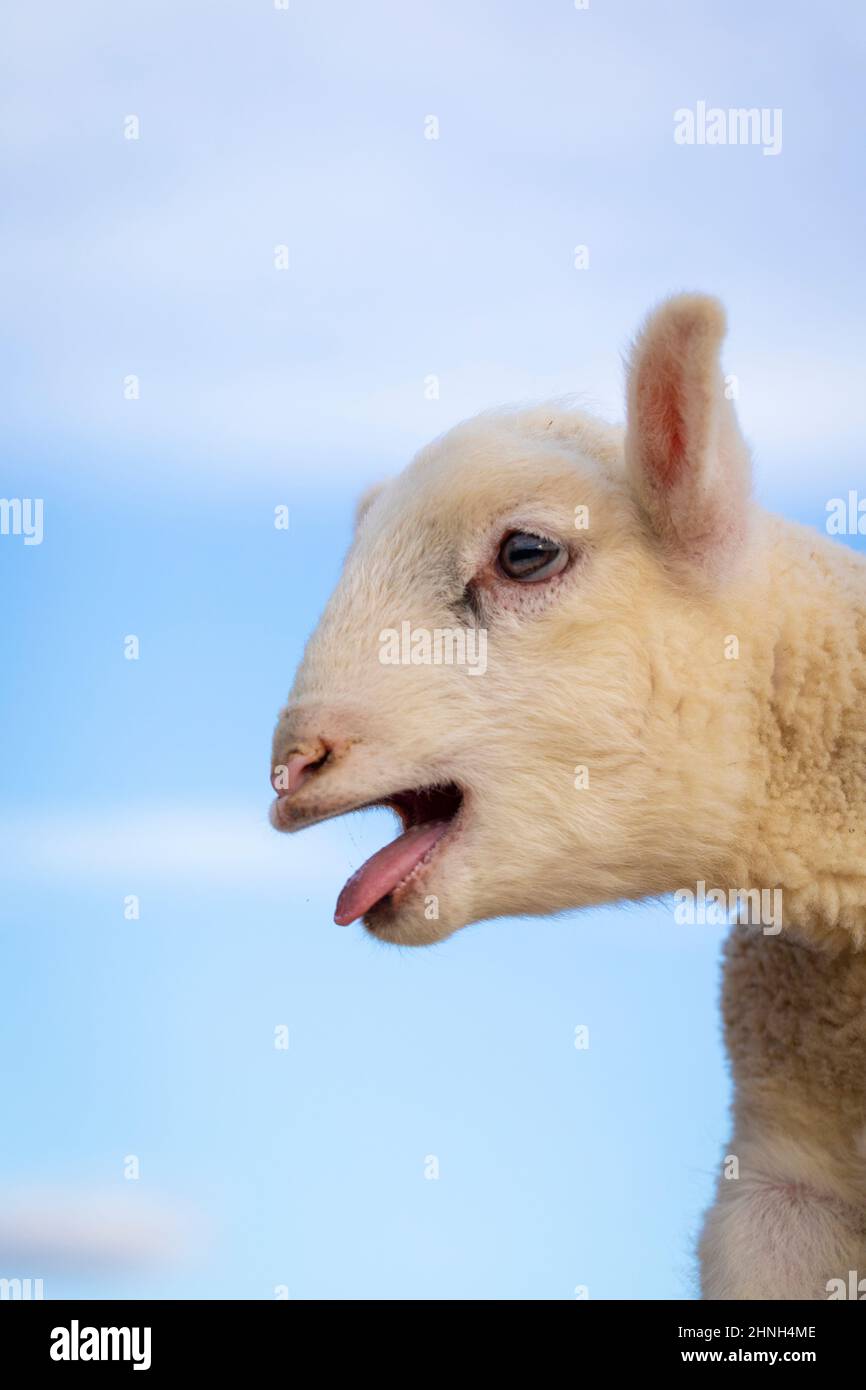 Baby lamb bleating portrait (ovis orientalis aries Stock Photo - Alamy
