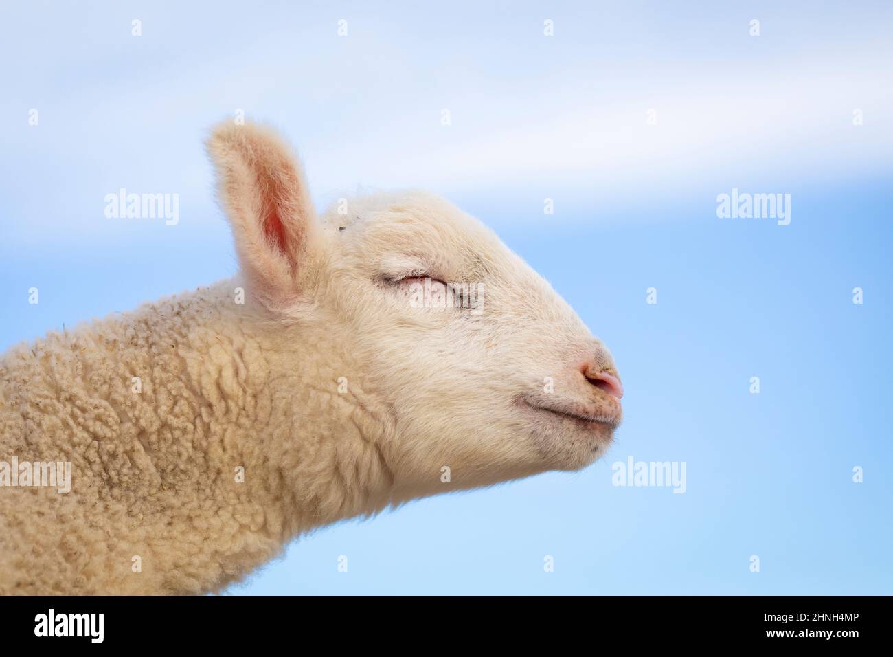 Baby lamb portrait (ovis orientalis aries Stock Photo - Alamy