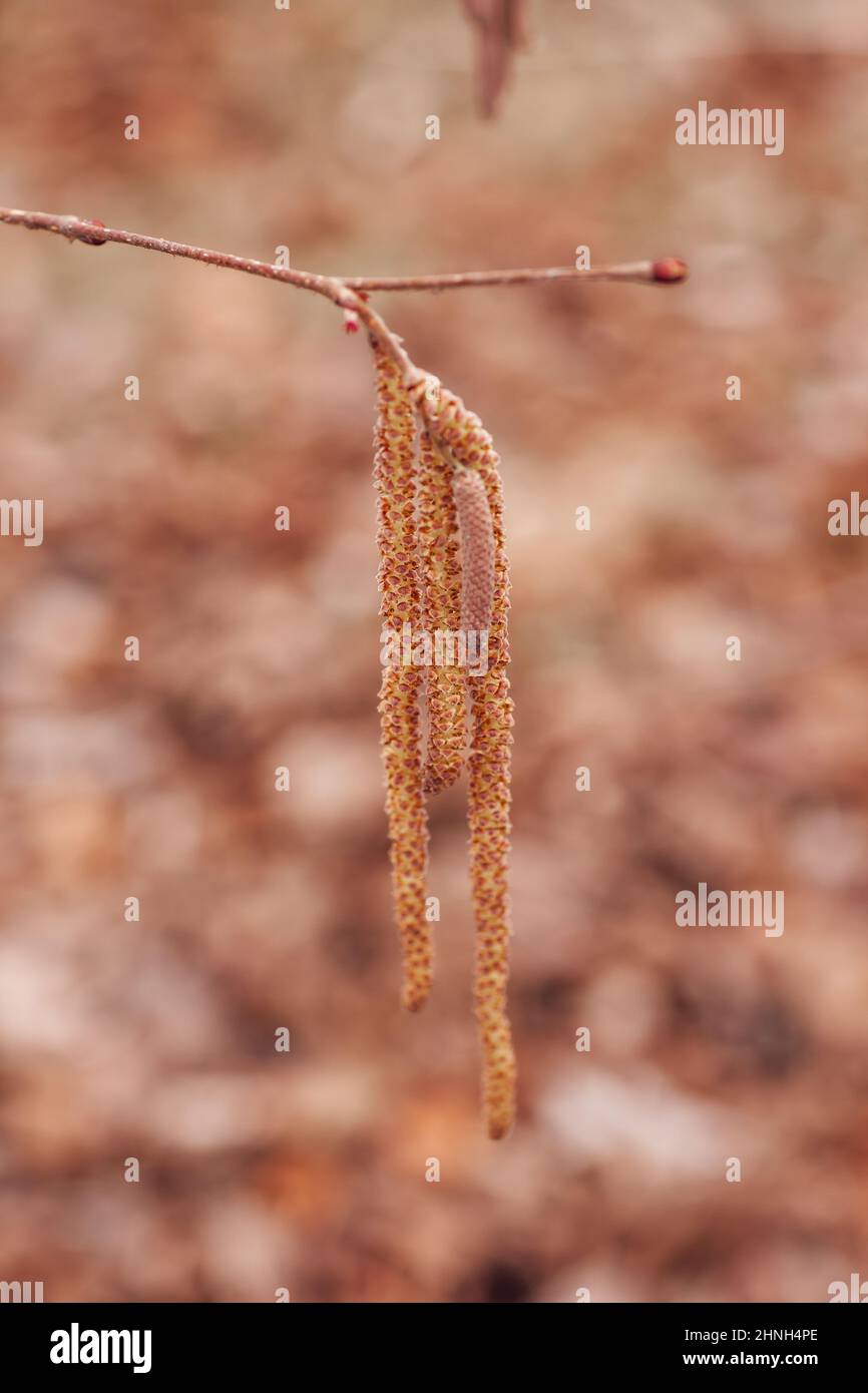 Closeup of single little branch with prolonged catkins of yellow color ...