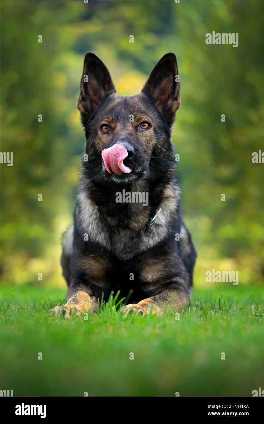Black dog in green grass. German Shepherd Dog, is a breed of large ...