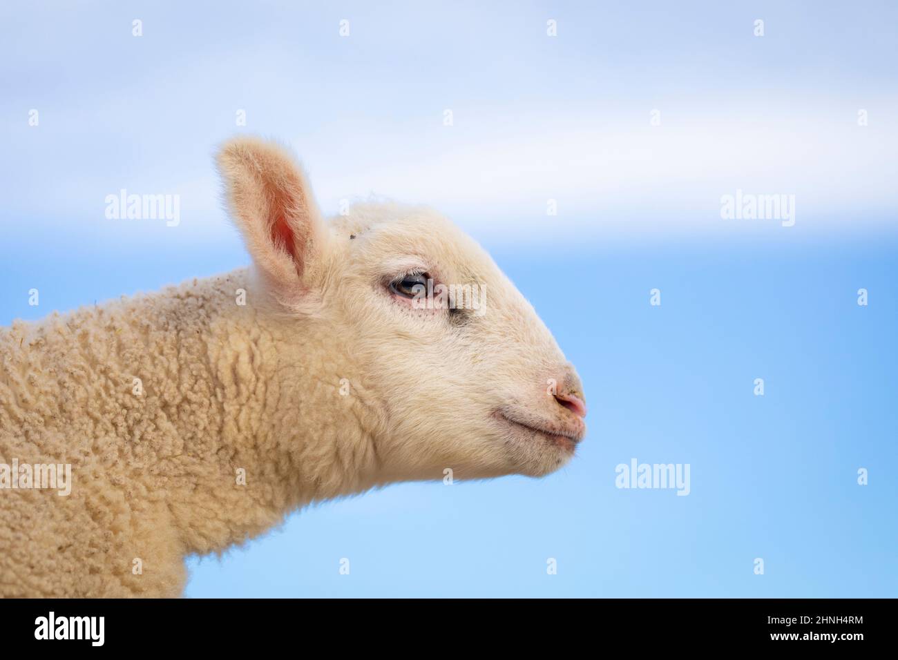 Baby lamb portrait (ovis orientalis aries Stock Photo - Alamy
