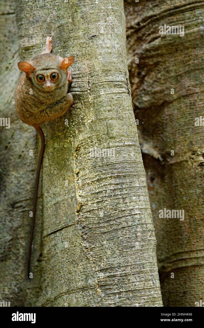 Spectral Tarsier, Tarsius spectrum, portrait of rare nocturnal animal ...