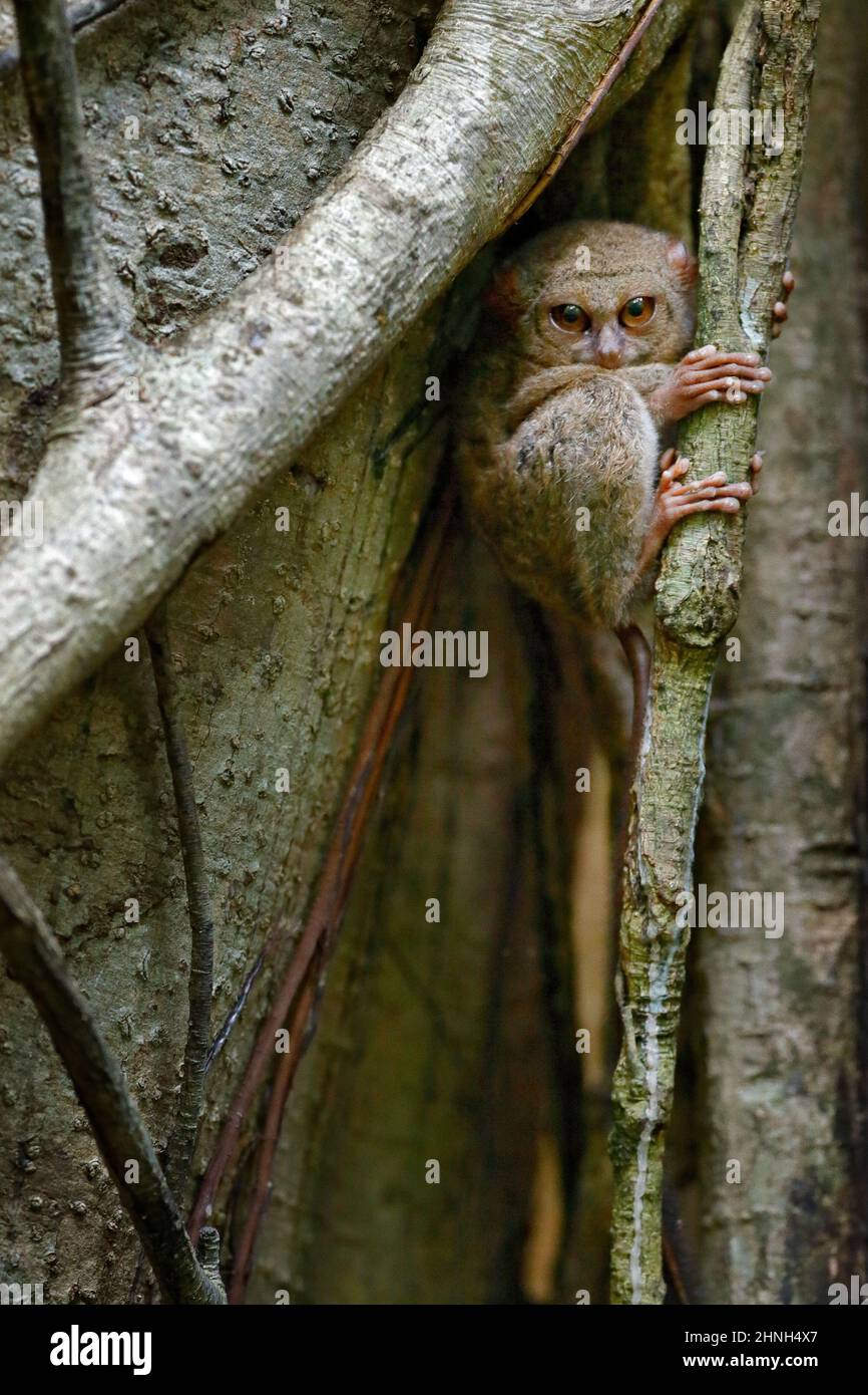 Spectral Tarsier, Tarsius spectrum, portrait of rare nocturnal animal ...