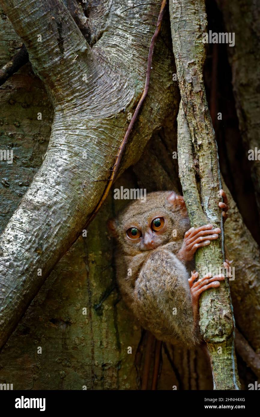Spectral Tarsier, Tarsius spectrum, portrait of rare nocturnal animal ...