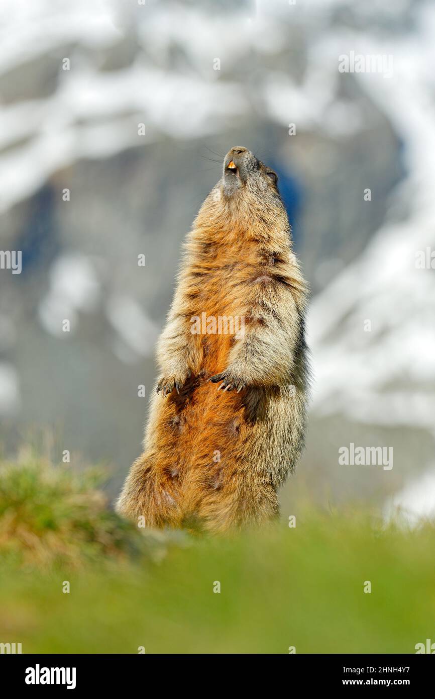 Austria wildlife, funny image, detail of Marmot. Cute fat animal Marmot ...
